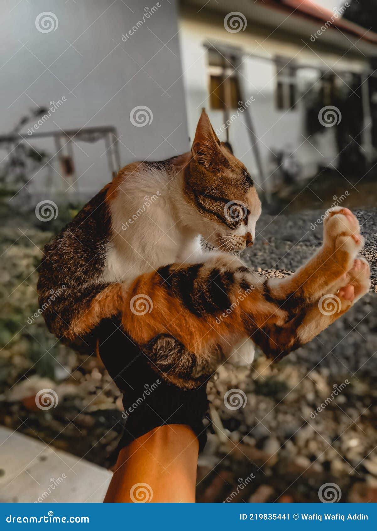 A sad cat stock image. Image of wildcat, kitten, nose - 219835441