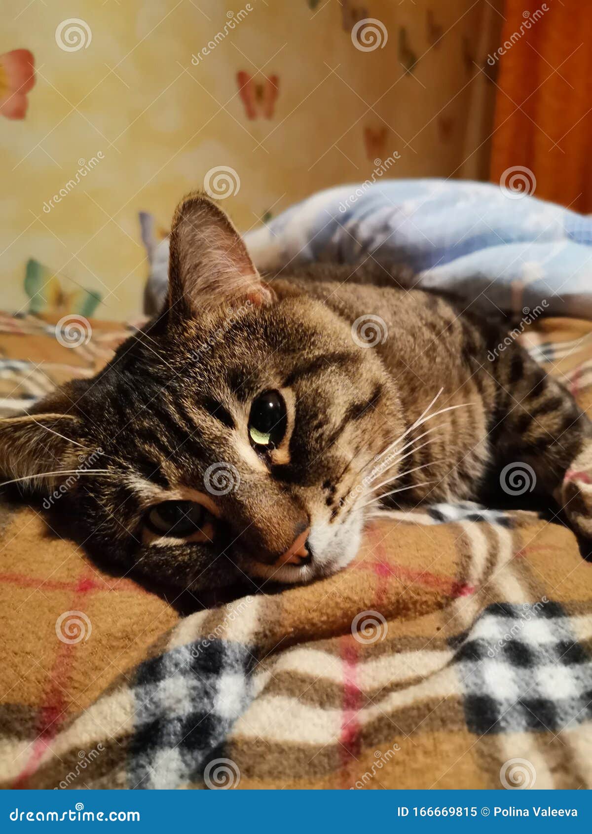 Cats also need to rest stock image. Image of cats, brown - 166669815