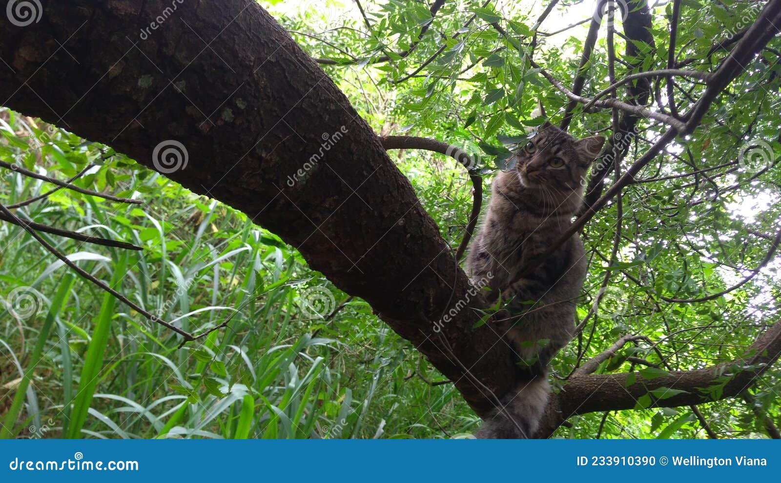 Cats are amazing stock photo. Image of blackgrond, satyii - 233910390
