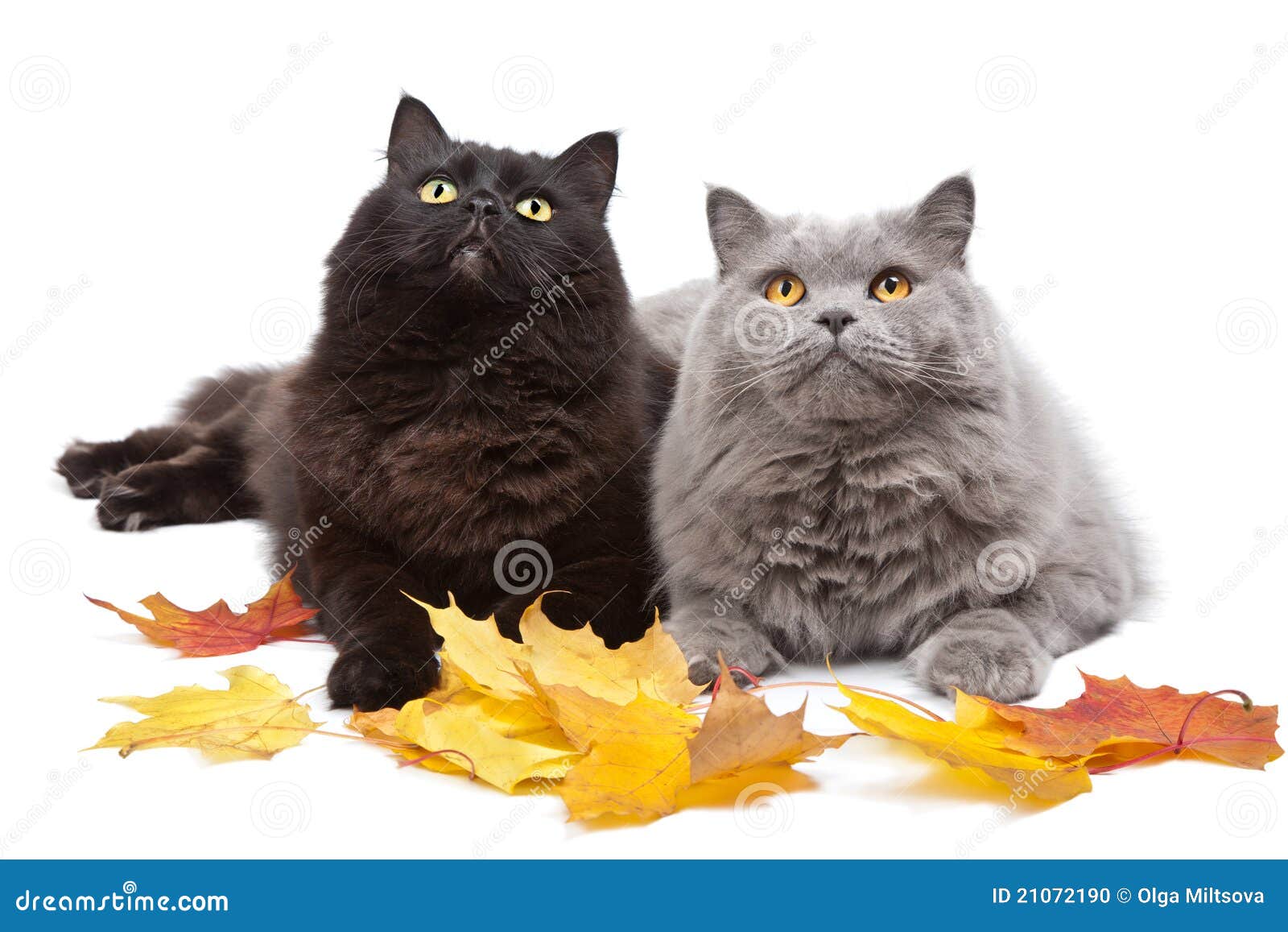 Cats and autumn leaves stock photo. Image of fall, fluffy - 21072190