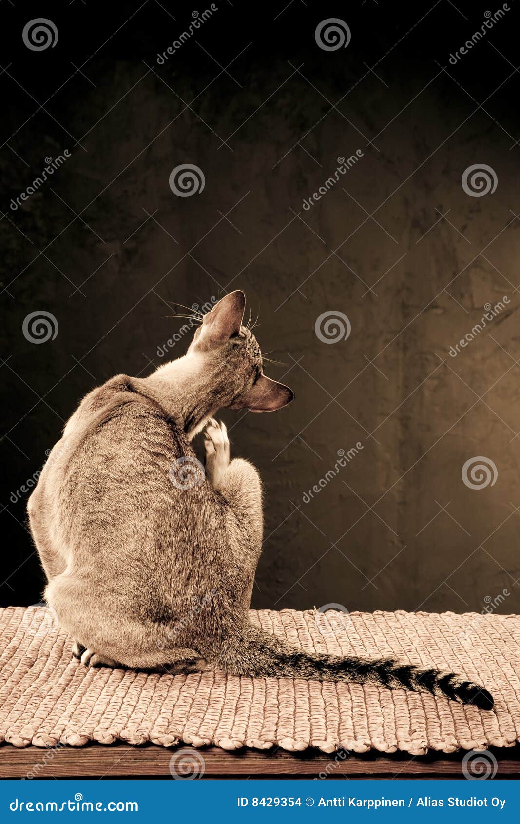 Cats back stock photo. Image of single, cute, small, soft - 8429354