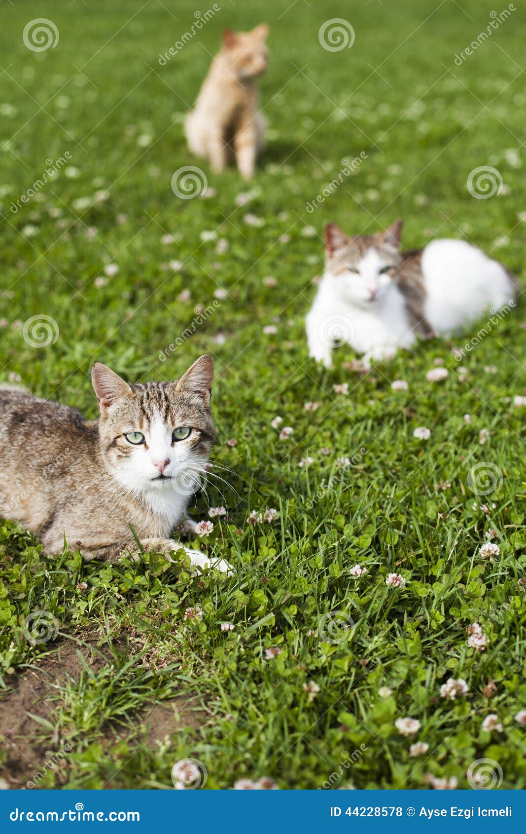 Cats Background on Green Grass Stock Photo - Image of hiding, camera ...