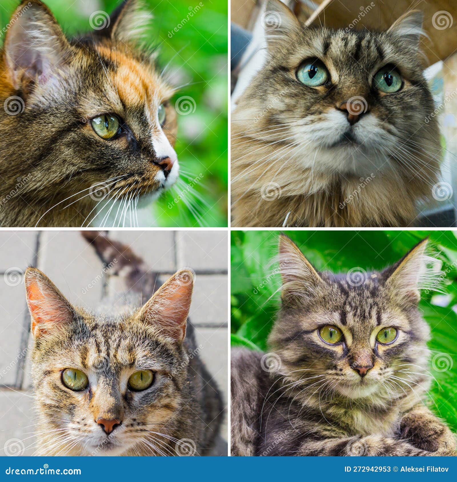 Cats Banner. Collage with Banners for Website Header Design Stock Image ...