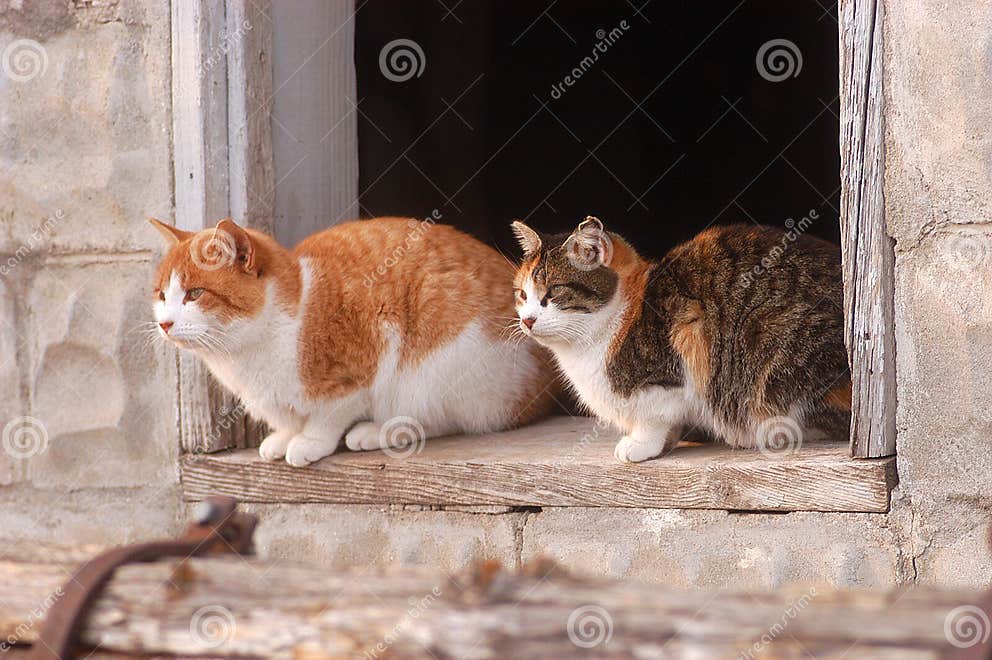 Cats in barn window stock image. Image of observing, couple - 6428041