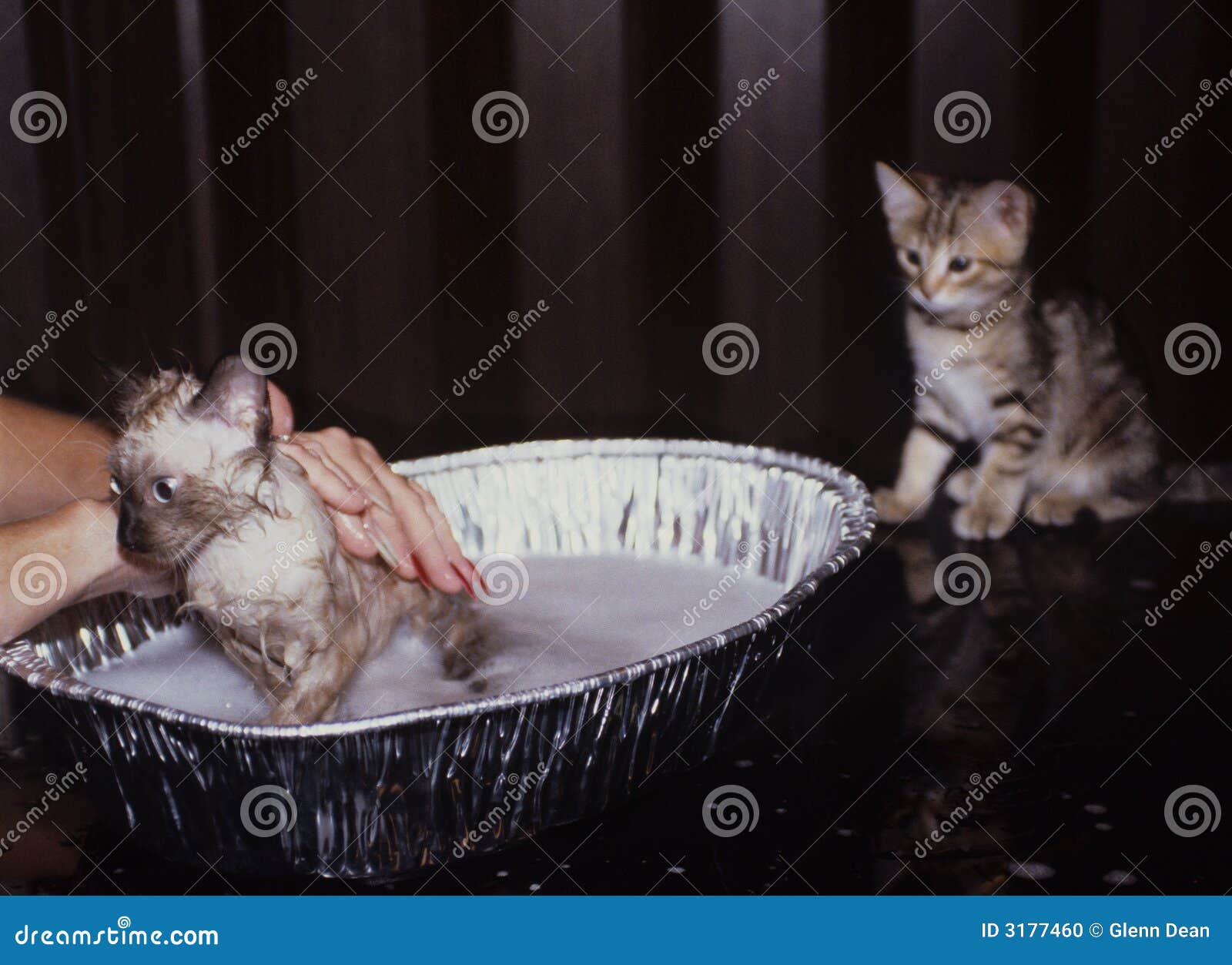 Cats Bath Time stock photo. Image of cats, hands, unhappy - 3177460