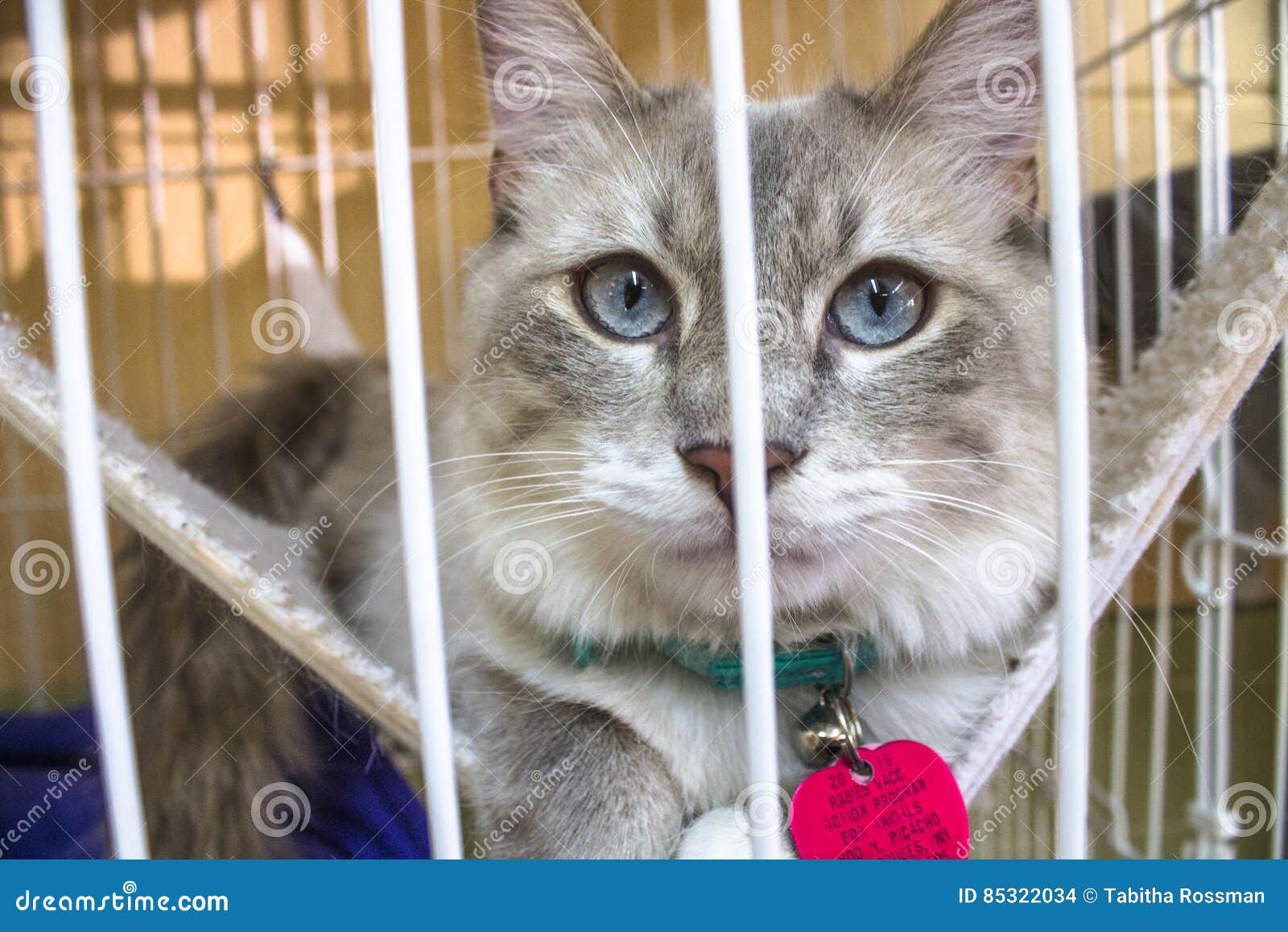 Cats behind bars stock photo. Image of pets, forever - 85322034