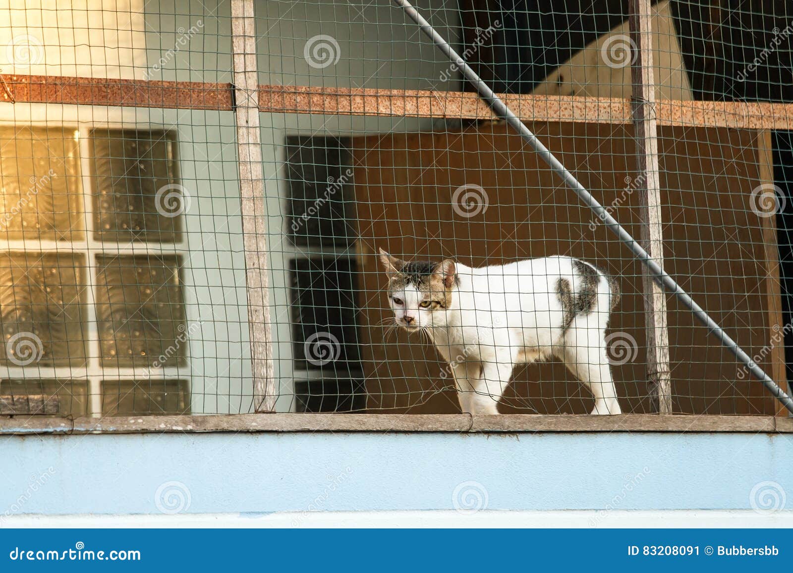 Cats Behind Bars of the Window of the Shelter. Stock Image - Image of ...