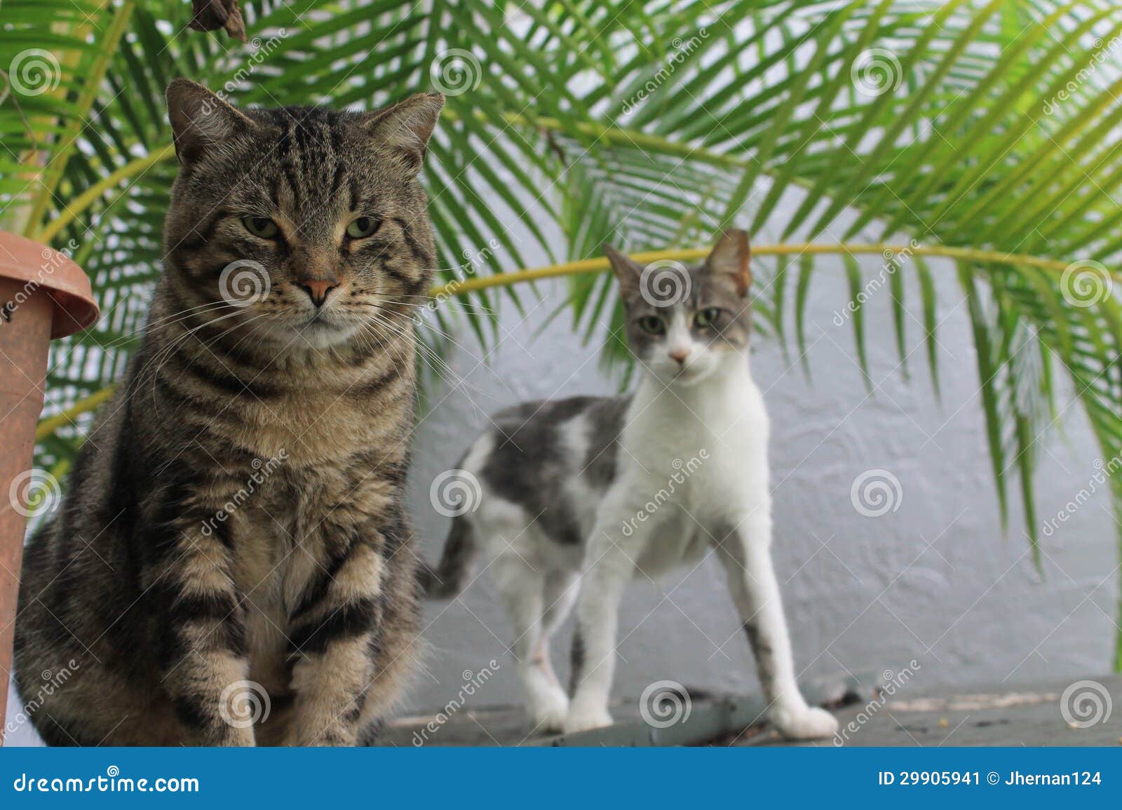 Cats boy and girl stock image. Image of outdoors, tabby - 29905941