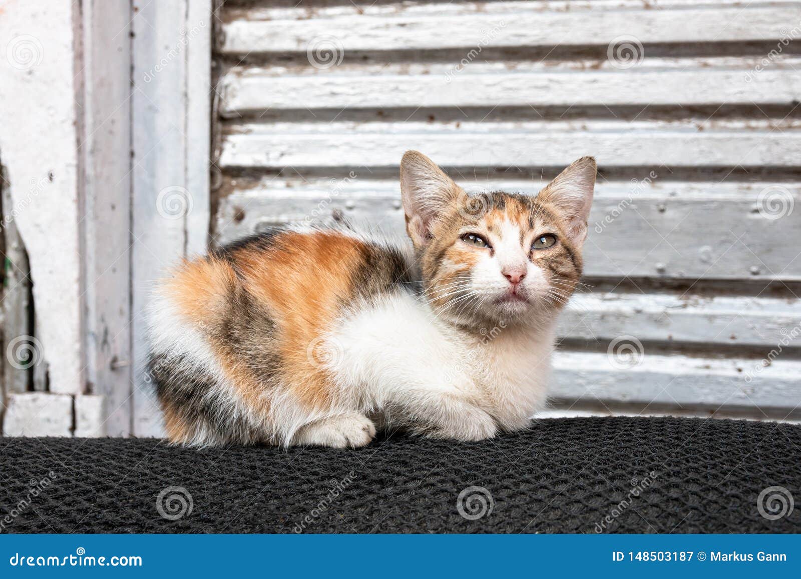 Cat Cairo Five Years