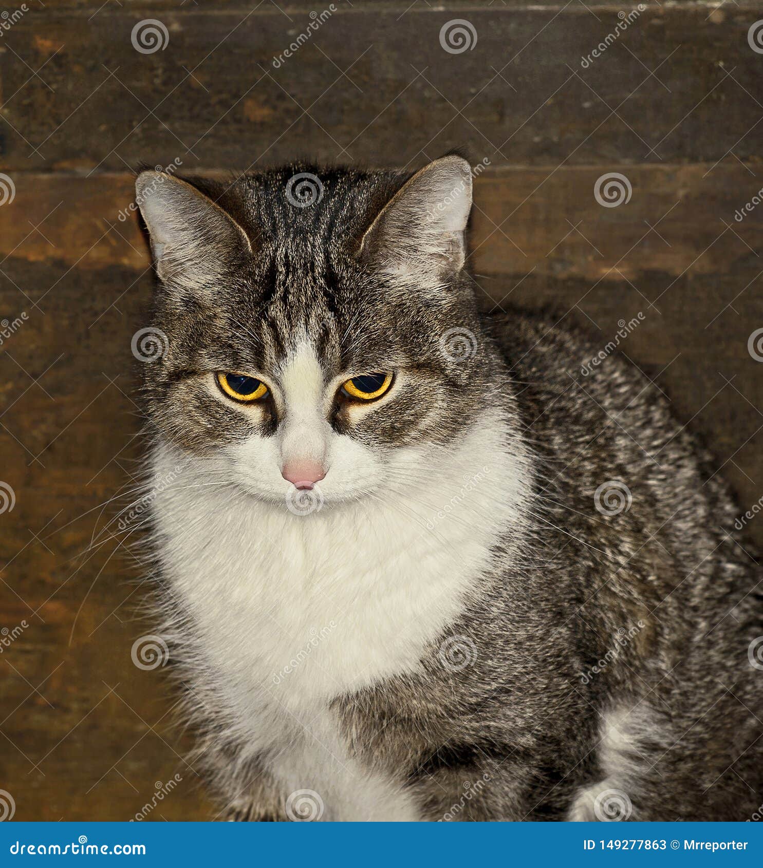 Cats stock image. Image of pink, kitty, domestic, animals - 149277863