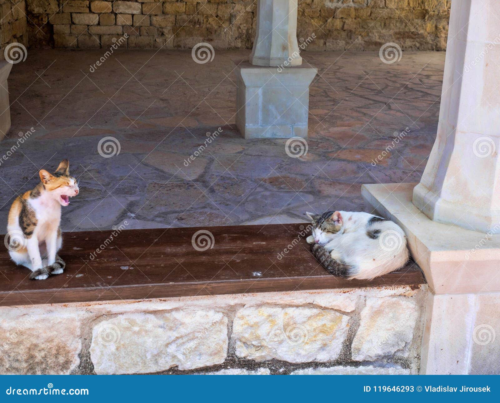 Cats in Cat Monastery Limassol, Cyprus Stock Image - Image of tower ...