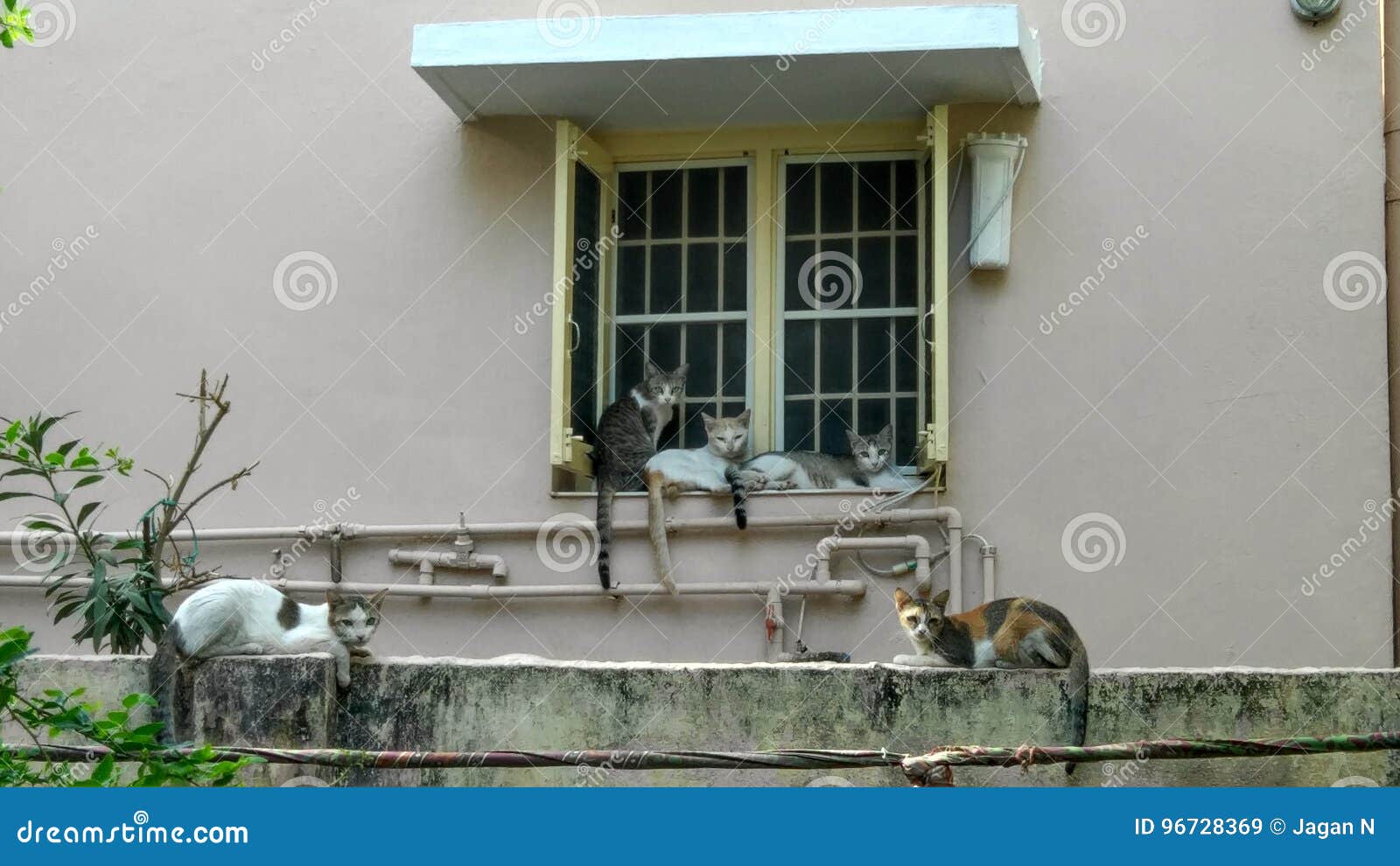 Cats chat stock image. Image of catschat, outting, cats - 96728369