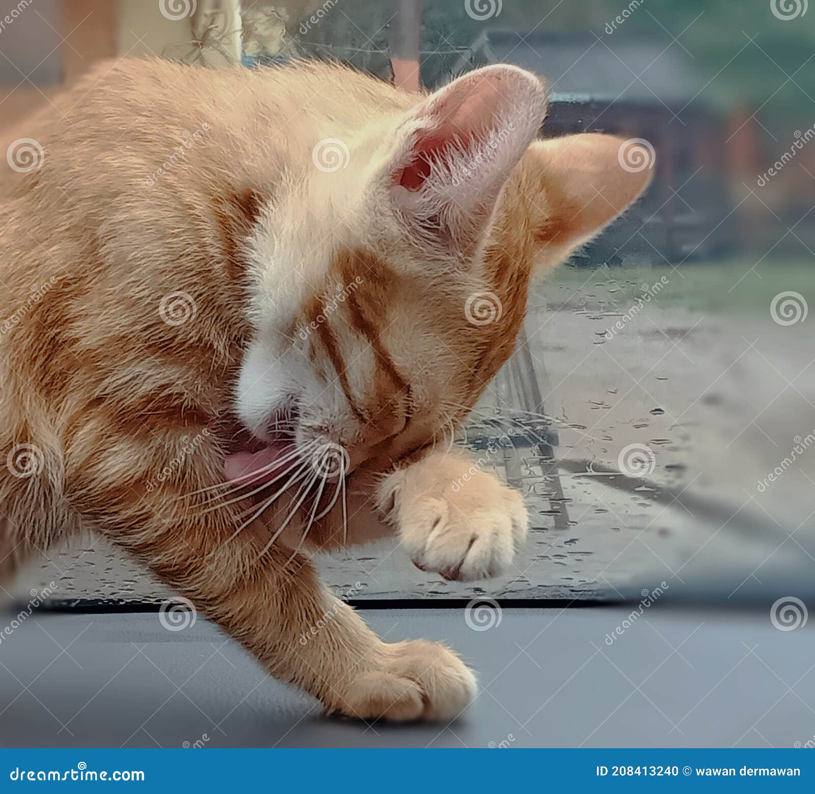 Cats clean their stock photo. Image of nose, clean, head - 208413240