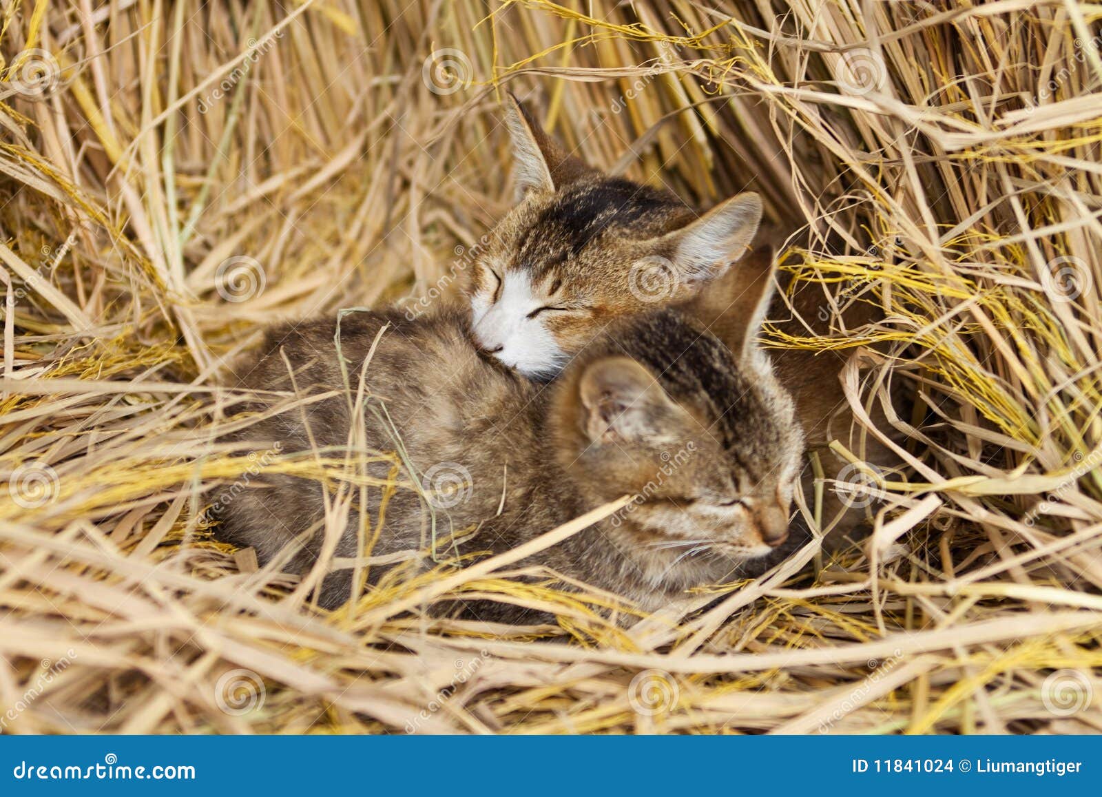 Cats cling together stock photo. Image of closing, warm - 11841024