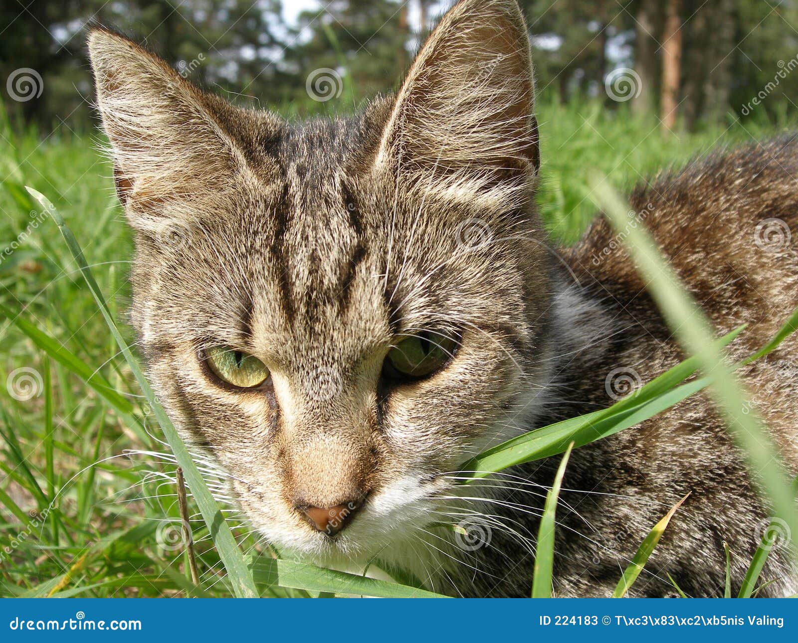 Cats close-up stock image. Image of haunch, hunt, garden - 224183