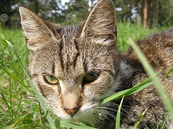 Cats close-up stock image. Image of haunch, hunt, garden - 224183