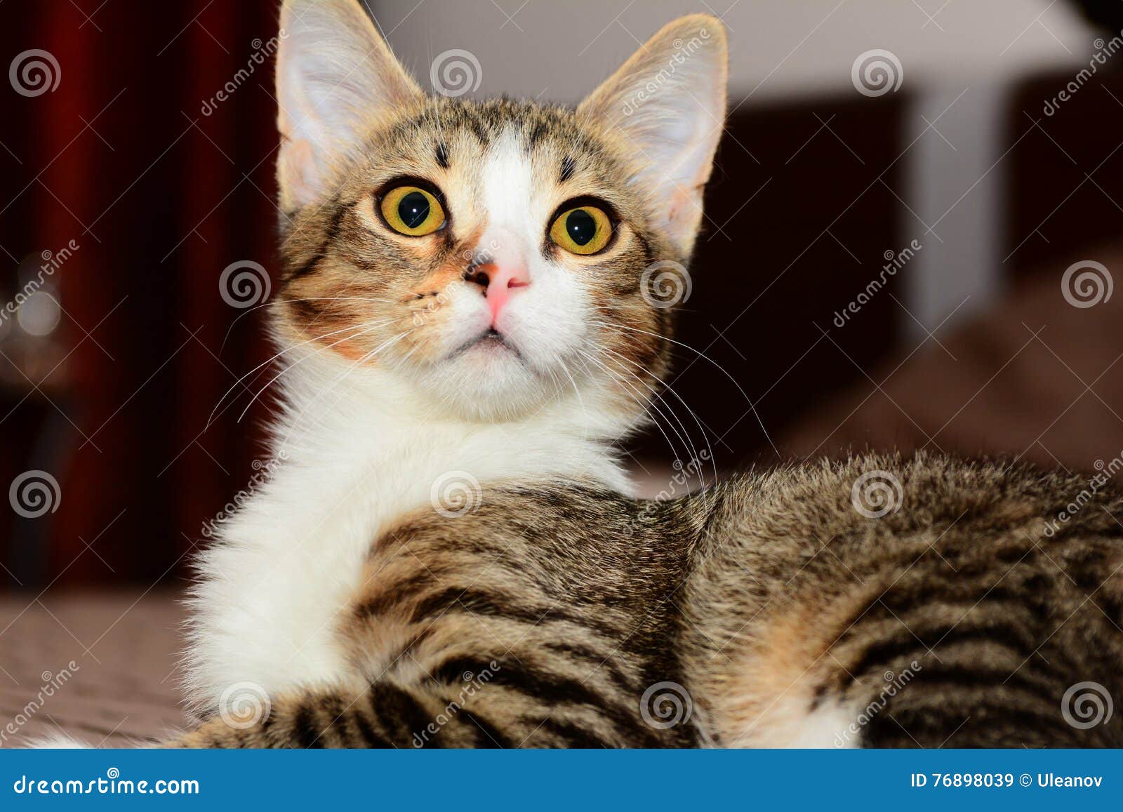 Cats close-up stock image. Image of mammals, kittens - 76898039