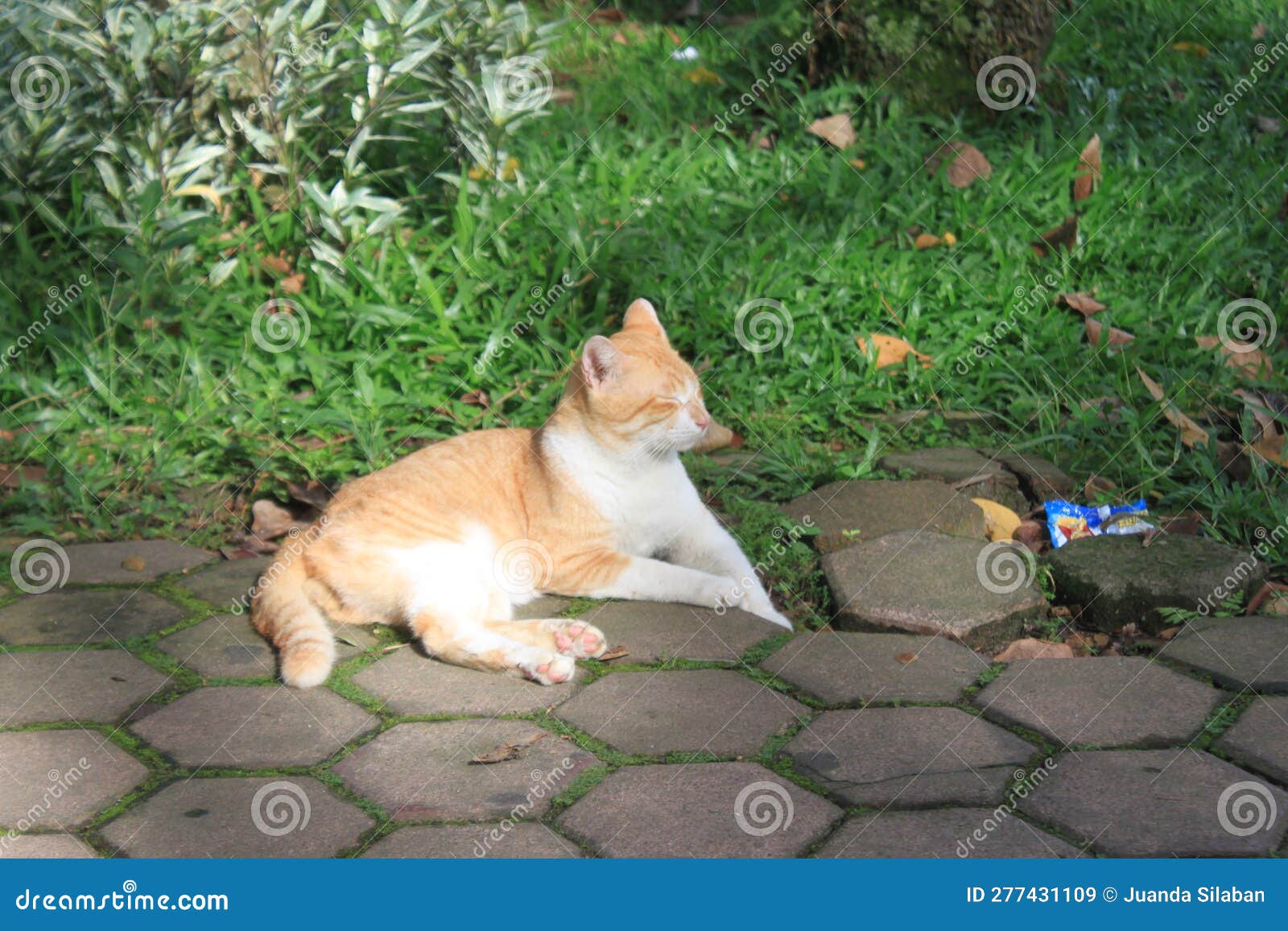 The Cats closing the eyes stock image. Image of closing - 277431109