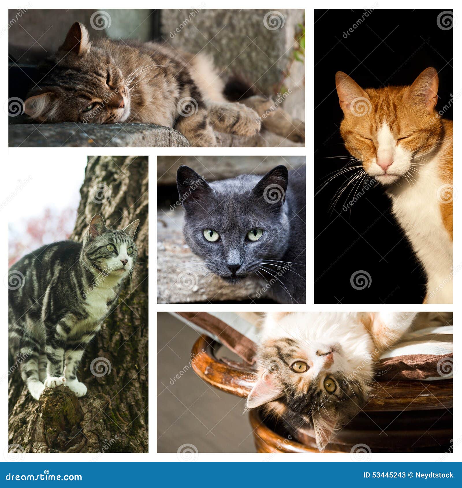 Cats Collage Background