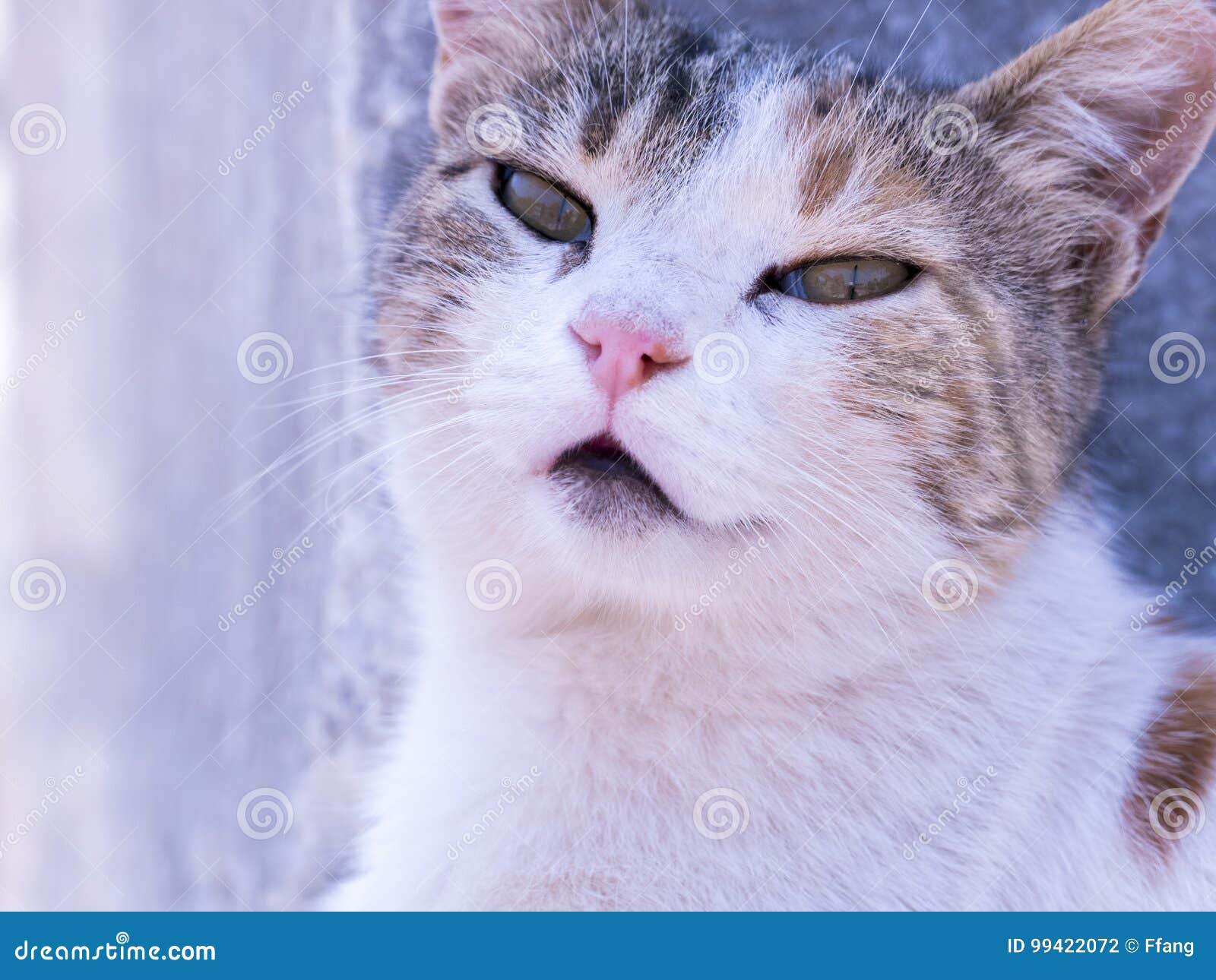 Cats collection stock photo. Image of expressions, kitten - 99422072