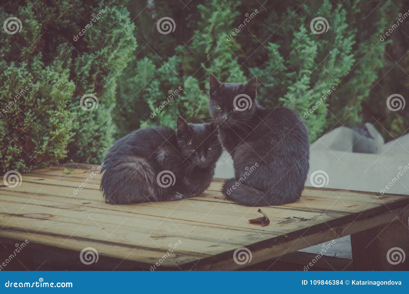 Cats stock photo. Image of friends, domestic, tone, lovely - 109846384