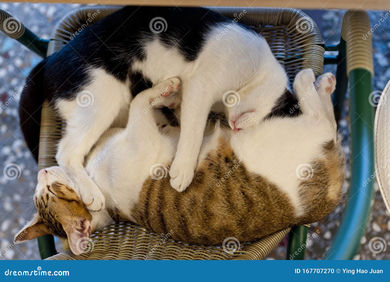 Cats Cuddle Comfortably in Nest Stock Photo - Image of resting, animal ...