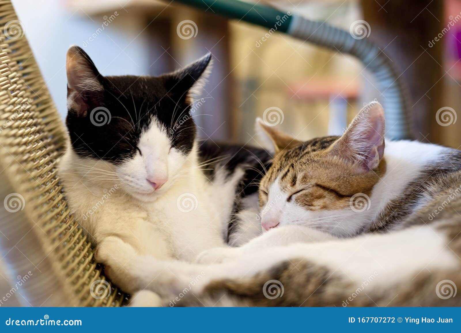 Cats Cuddle Comfortably in Nest Stock Photo - Image of sleeping, curl ...