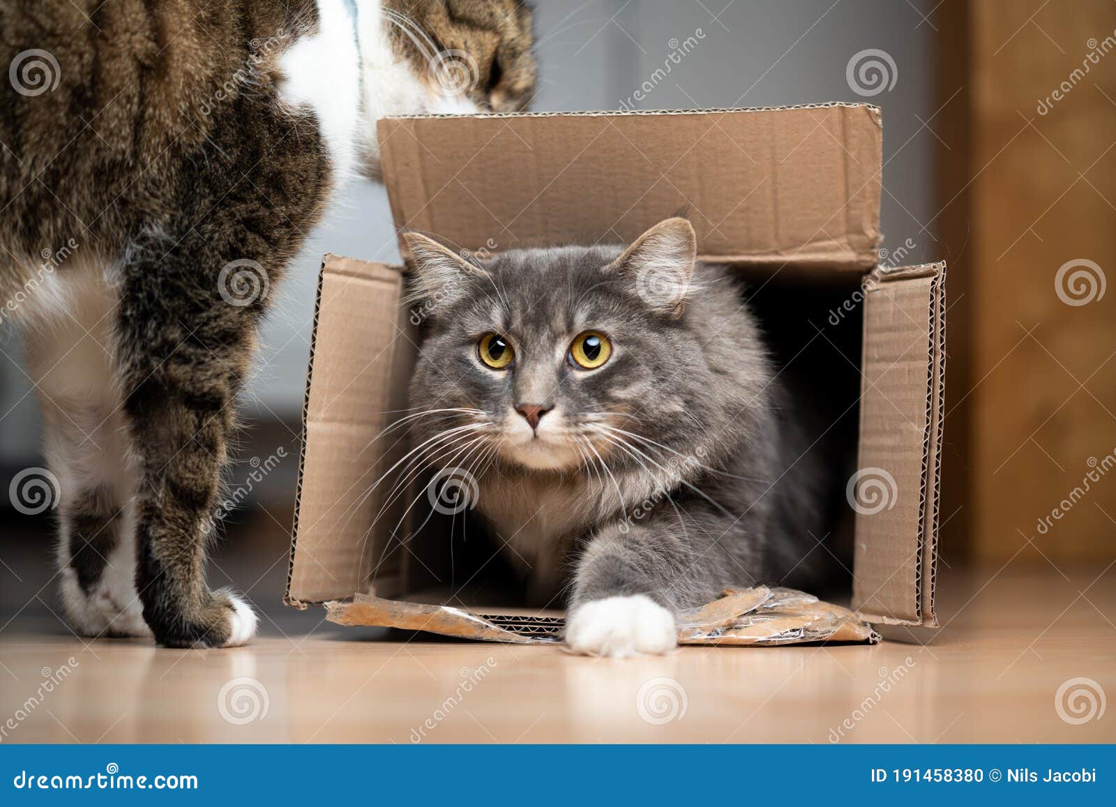 Playful Cat Coming Out of Box Stock Photo - Image of white, coon: 191458380
