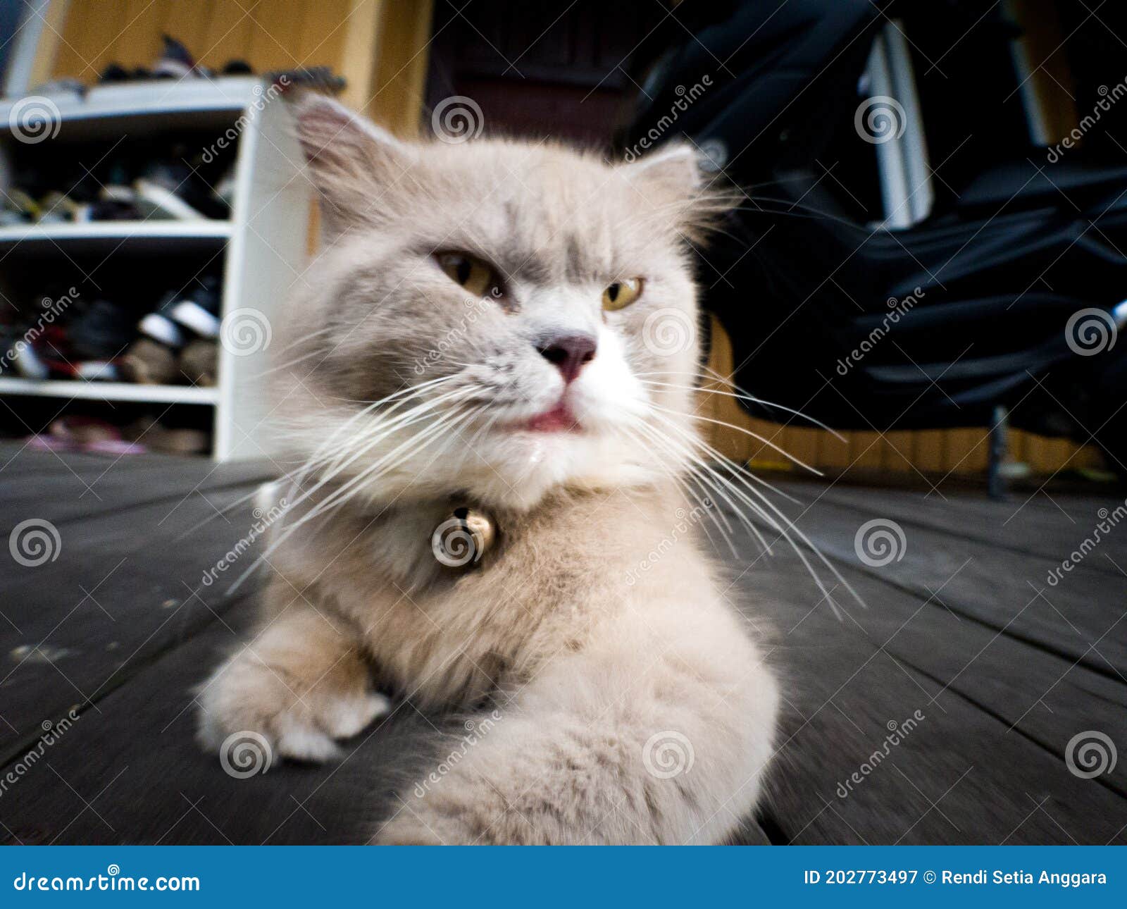 Cats cute Gray angry stock image. Image of cats, animal - 202773497
