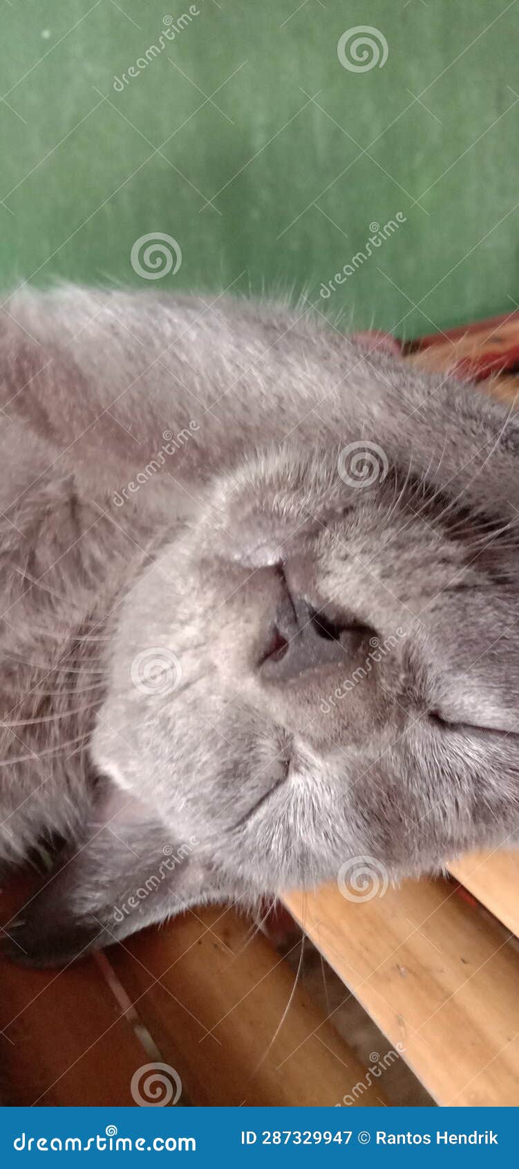 Cats are Cute and Very Obedient Animals Stock Image - Image of snout ...