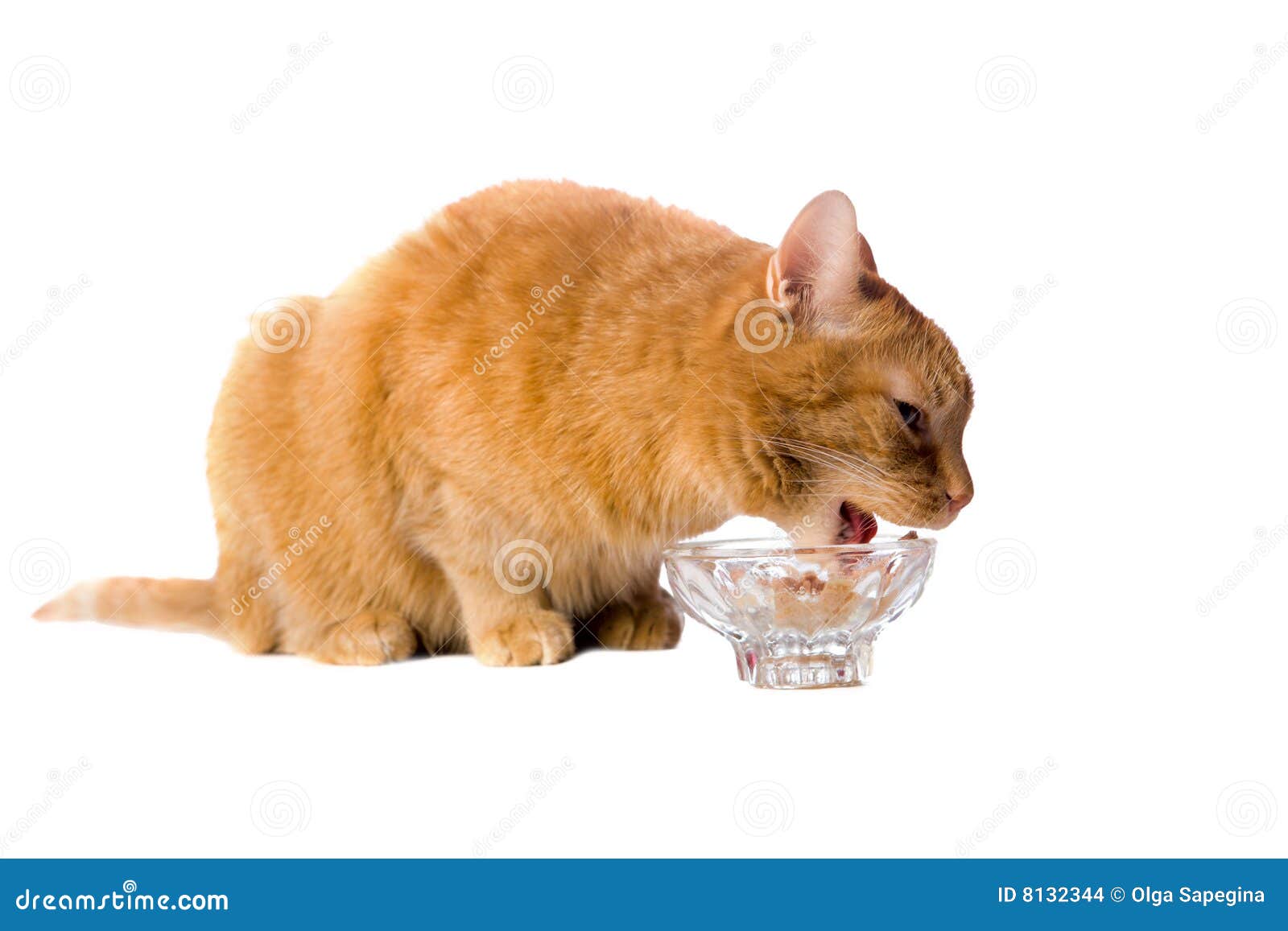 Cats dinner stock photo. Image of orange, chow, curious - 8132344