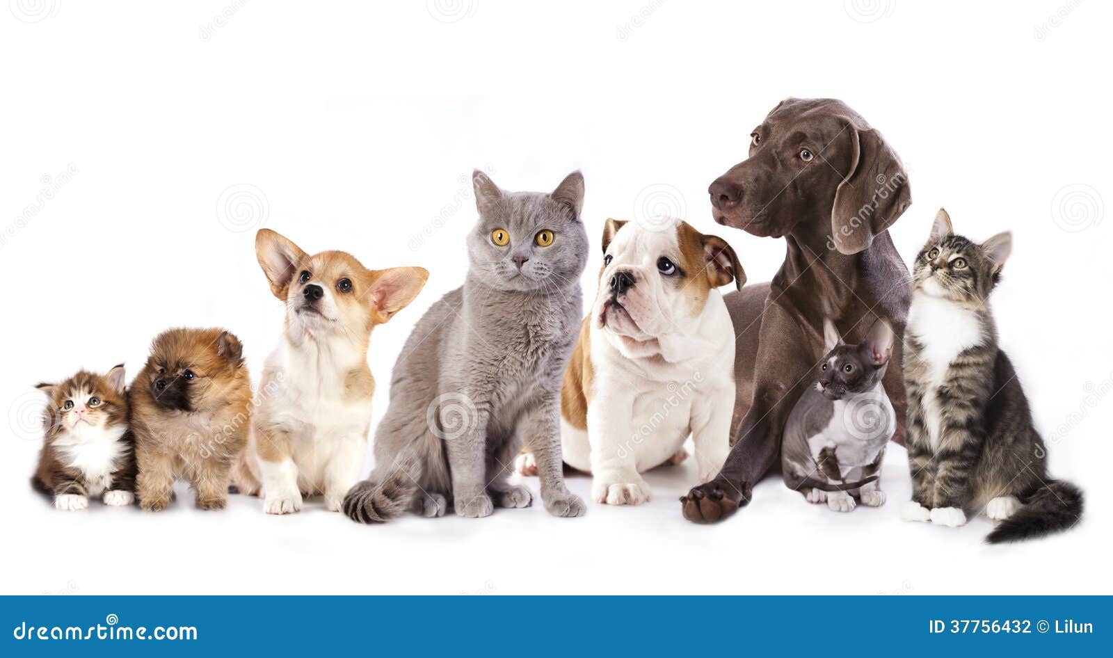 Cats and dogs stock photo. Image of advertising, cute - 37756432