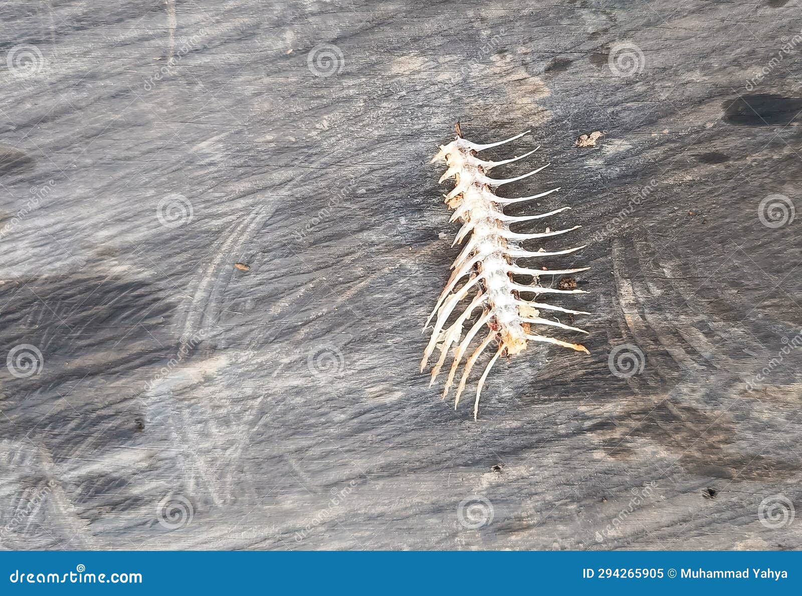 Cats Eat Leftover Fish Bones Stock Image - Image of fish, healthy ...