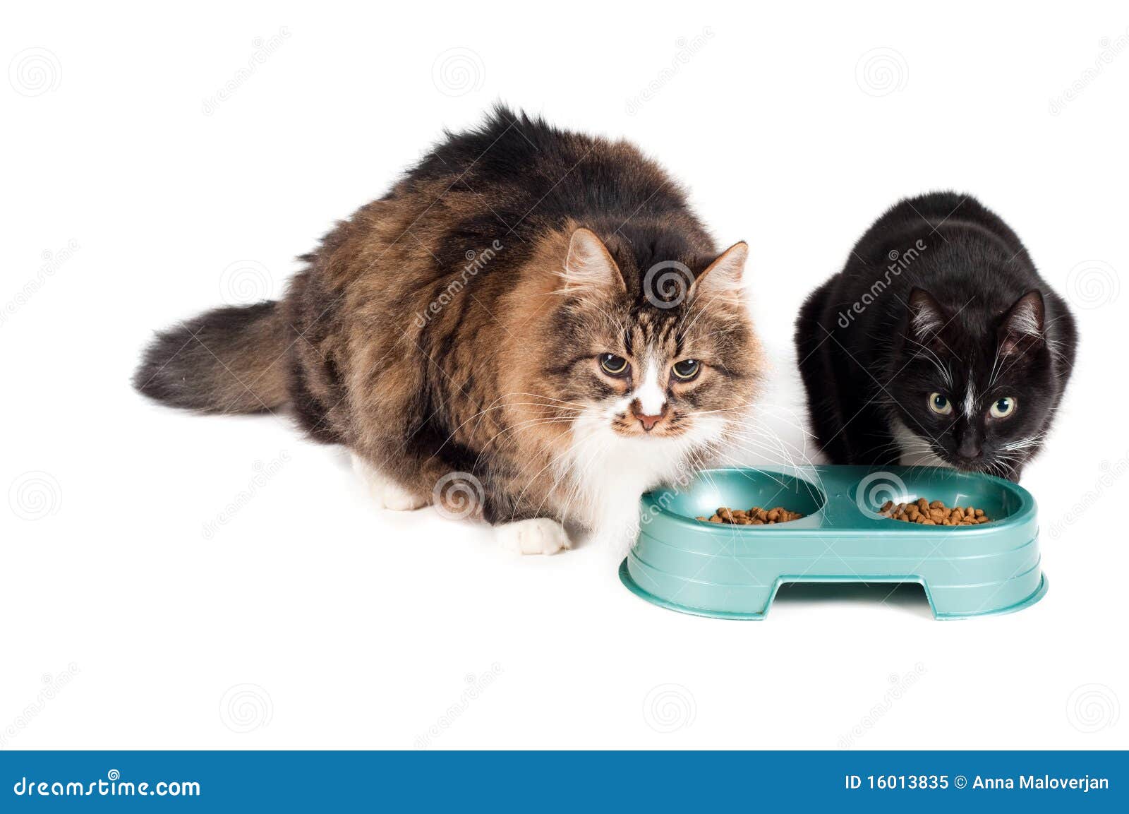 Cats eating stock image. Image of feeding, cats, beautiful - 16013835