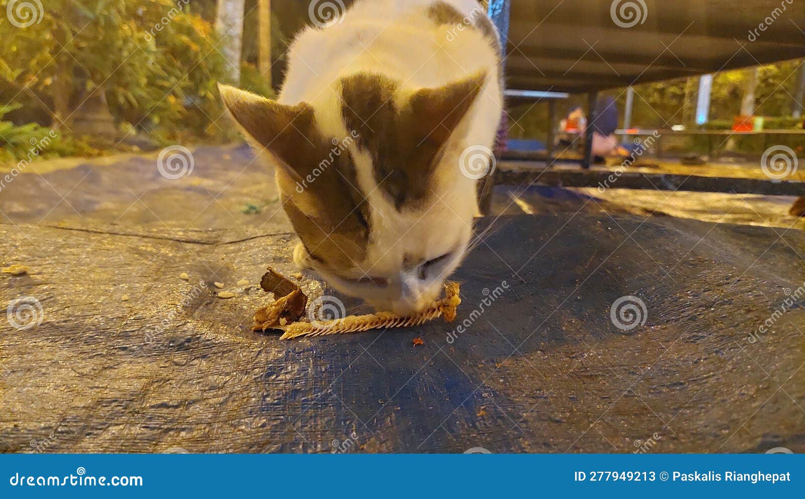 Cats are Eating stock image. Image of mammals, carnivore - 277949213