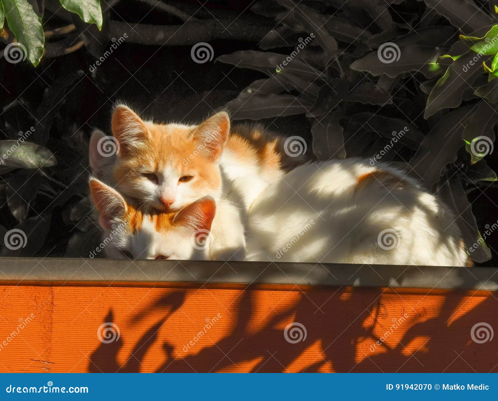 Cats 3 stock photo. Image of group, spotted, peaceful - 91942070