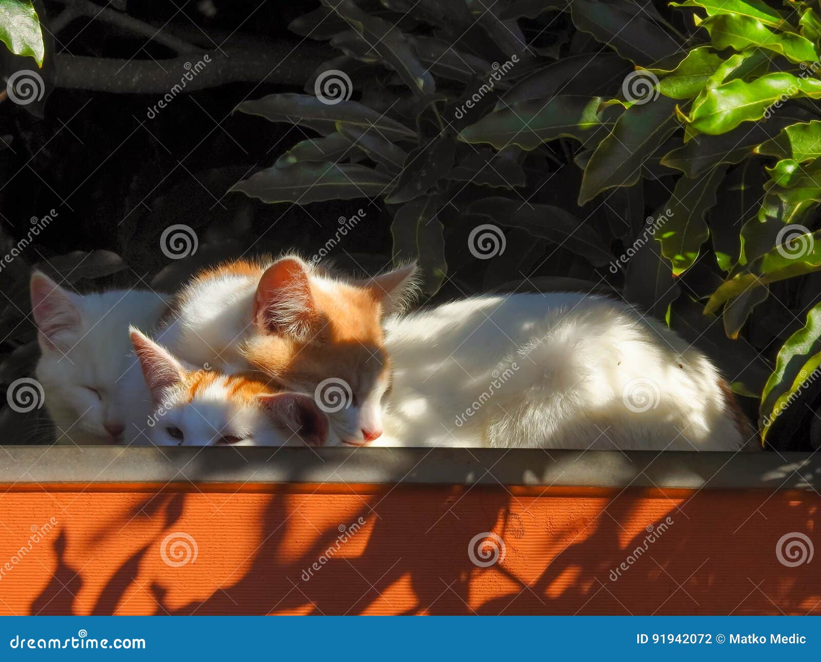 Cats 4 stock photo. Image of siblings, looking, spotted - 91942072