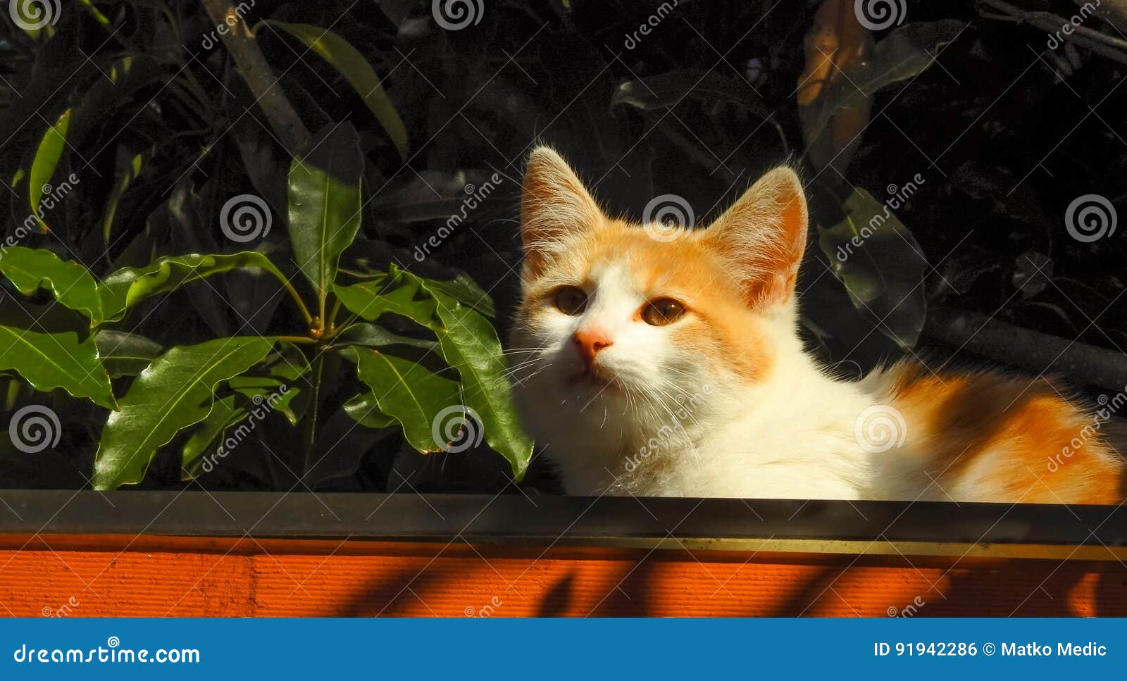 Cats 9 stock photo. Image of curious, pretty, mammals - 91942286
