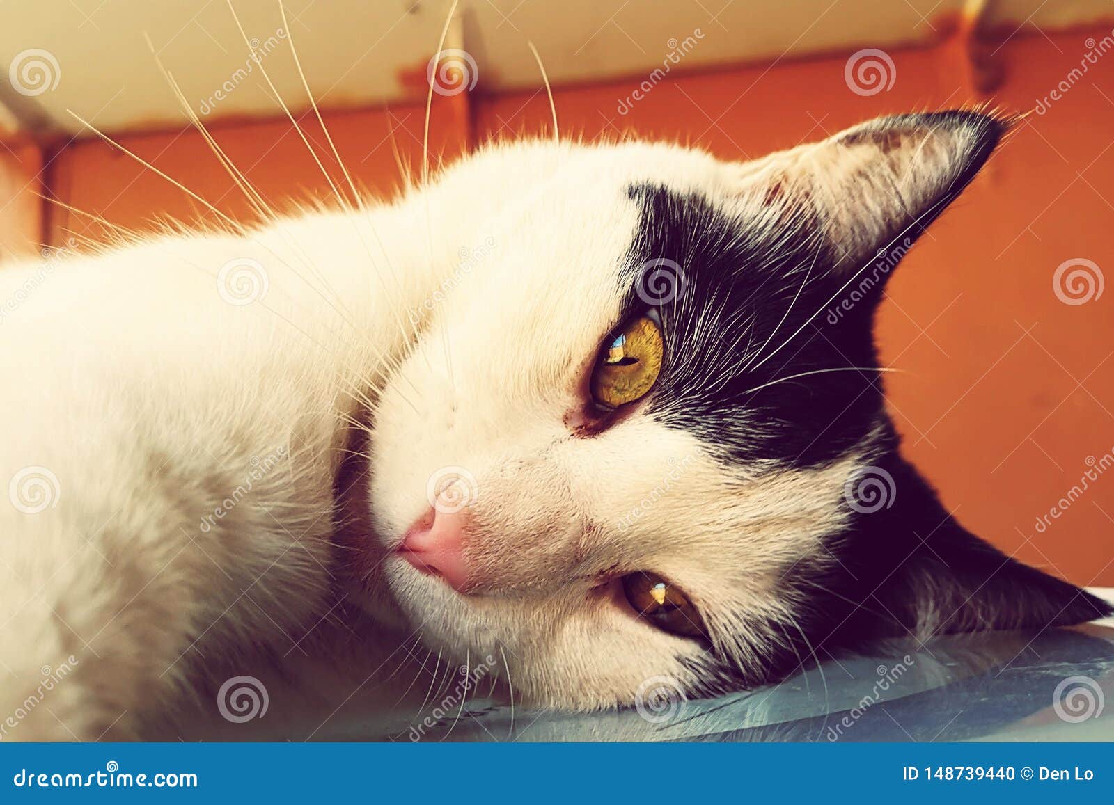 Cats enjoying stock photo. Image of kitten, hermoso - 148739440