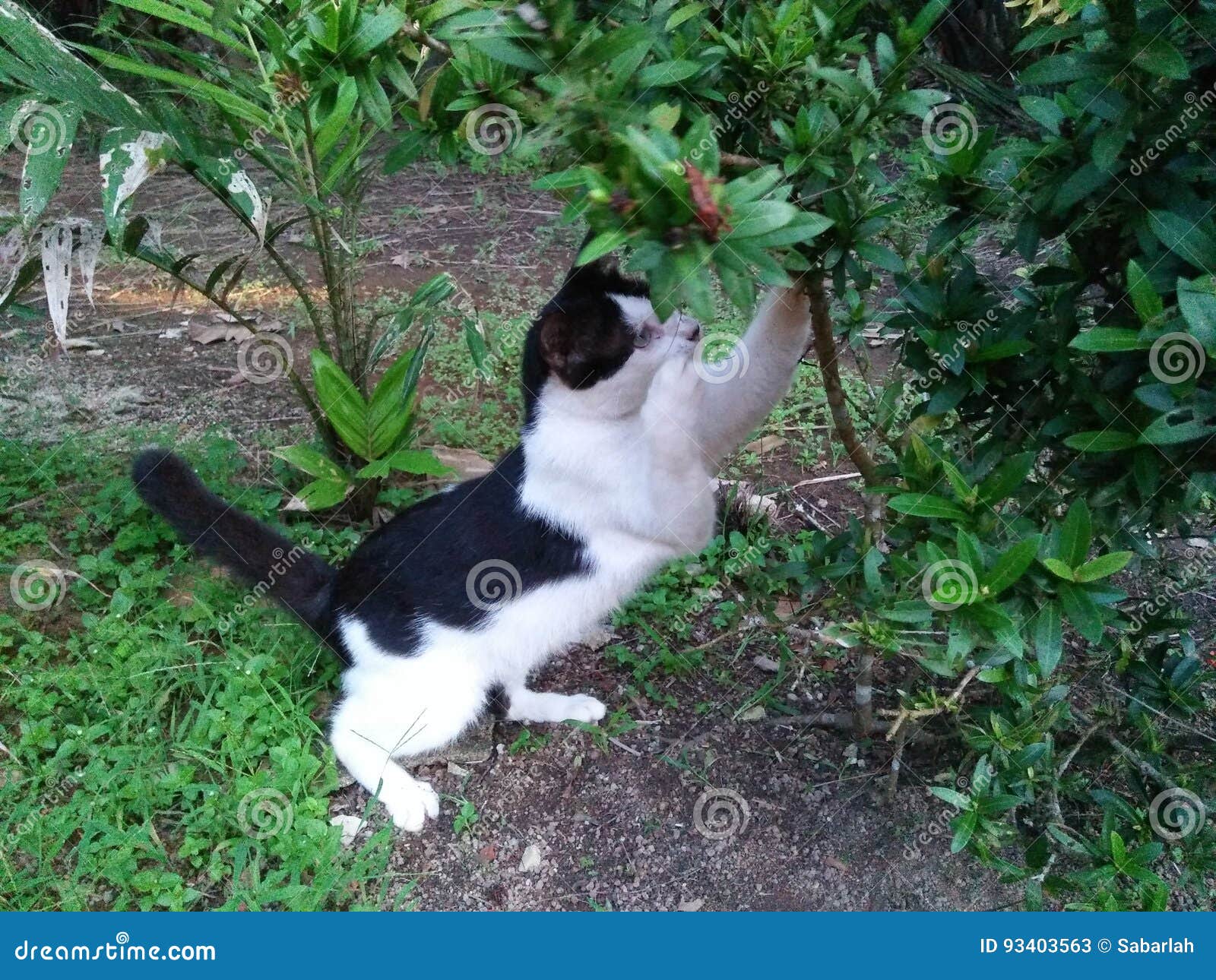 Cats exercise stock image. Image of nature, exercise - 93403563