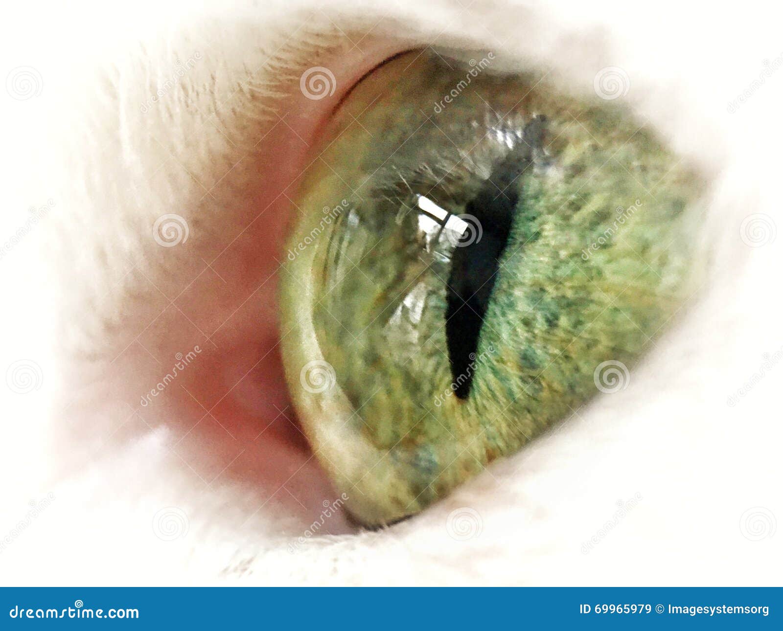 Cats eye stock image. Image of reflection, pupil, cats - 69965979