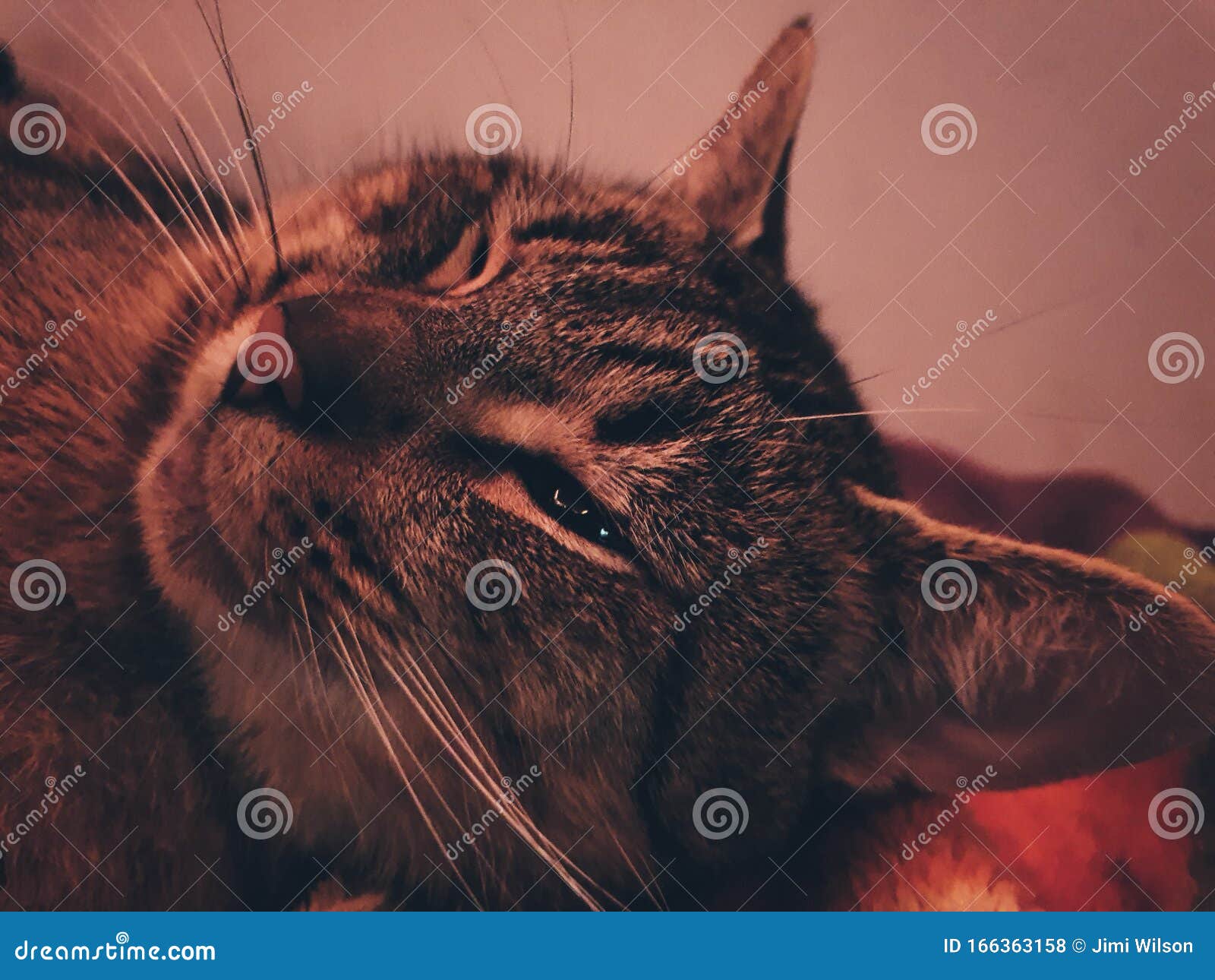 Cats Eye View Perspective Weed Stock Photo - Image of cats, view: 166363158