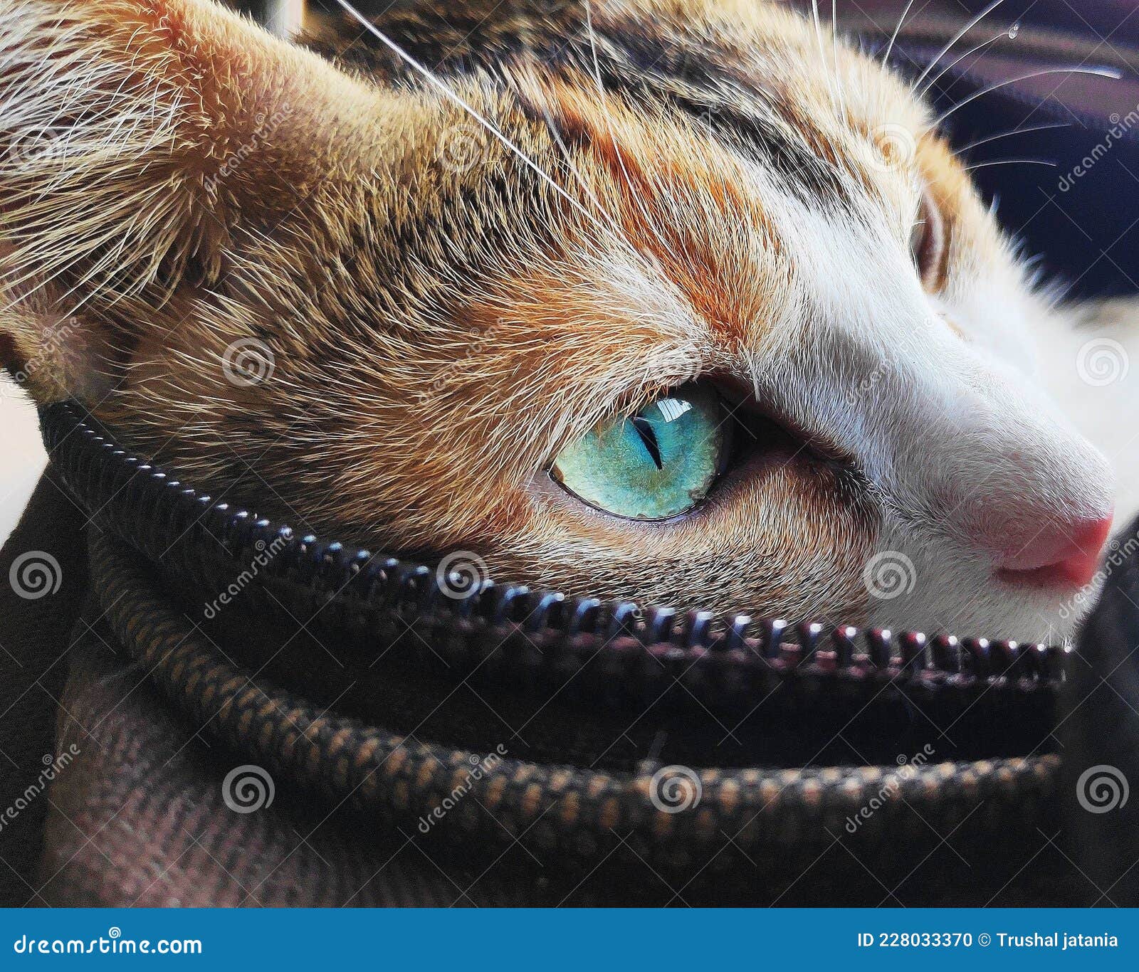 A cats eyes are so deep stock photo. Image of mammal - 228033370