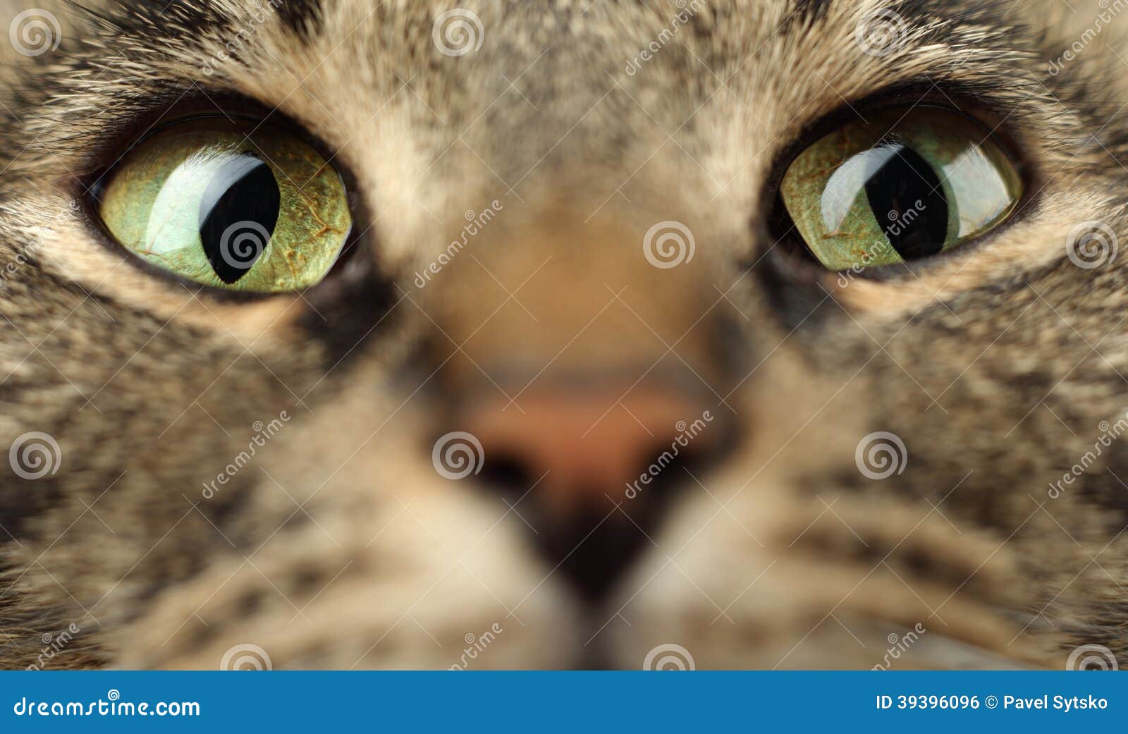Cat Chemist Photos - Free & Royalty-Free Stock Photos from Dreamstime