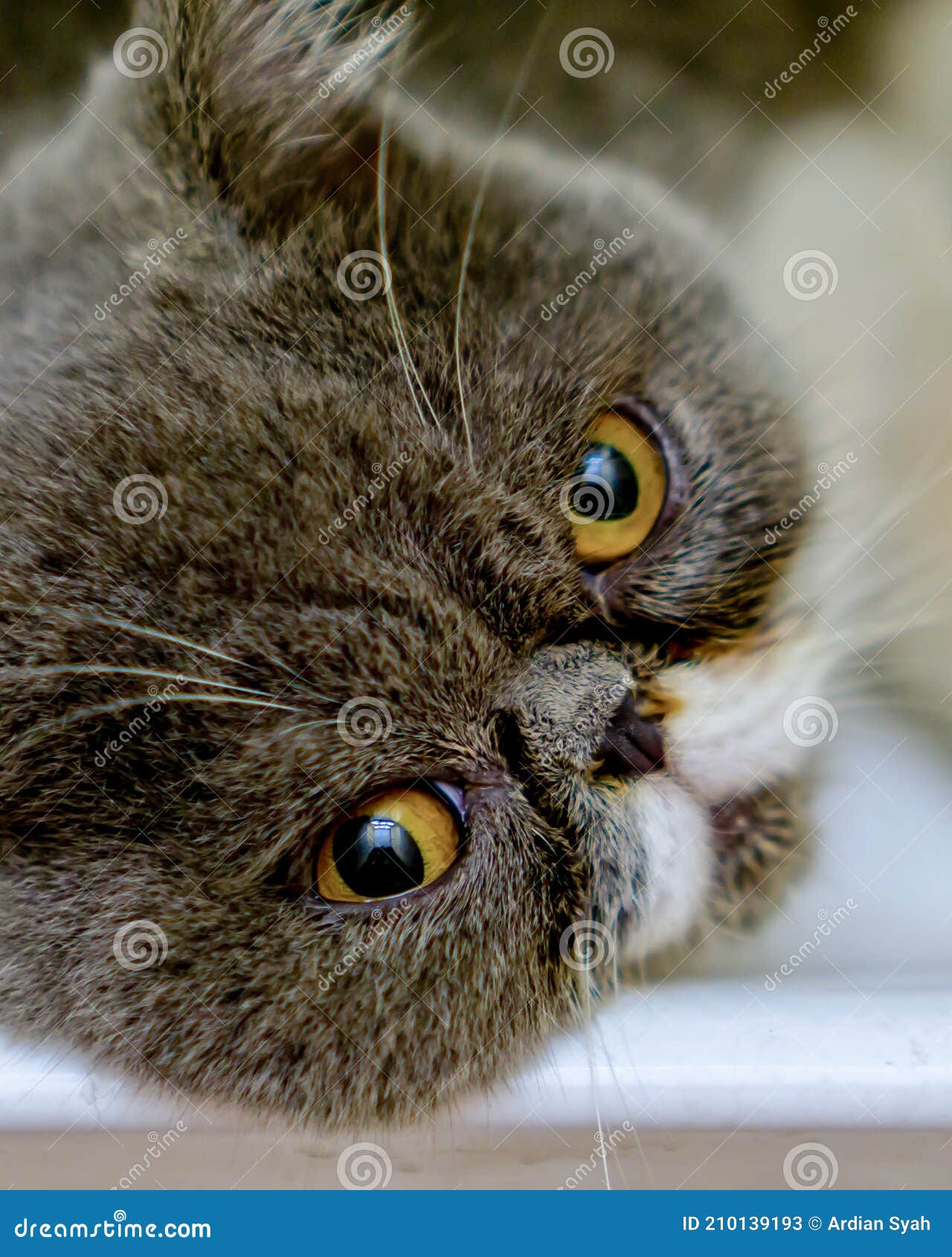 Cats Face Closeup Staring at the Camera. Stock Image - Image of exotic ...