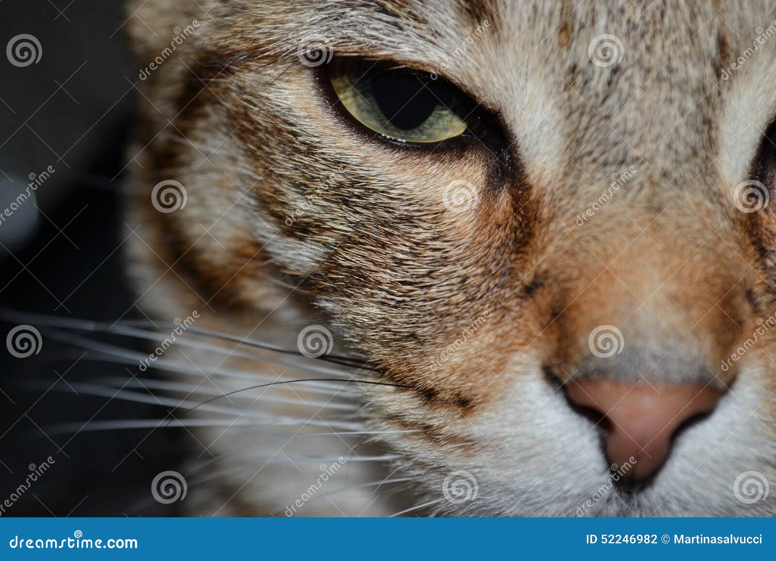 Cats face stock photo. Image of brown, details, natural - 52246982