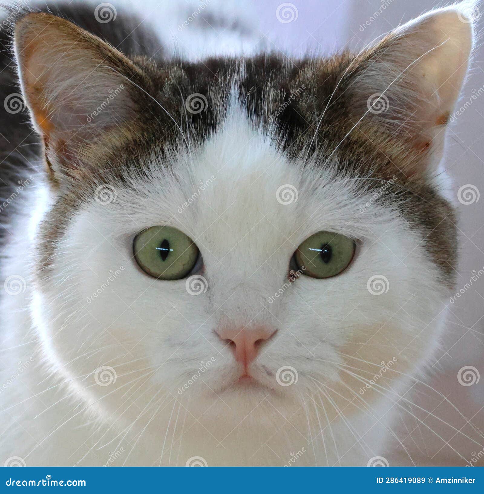 Cats Staring at the Lamera Lens Stock Image - Image of lens, kitten ...