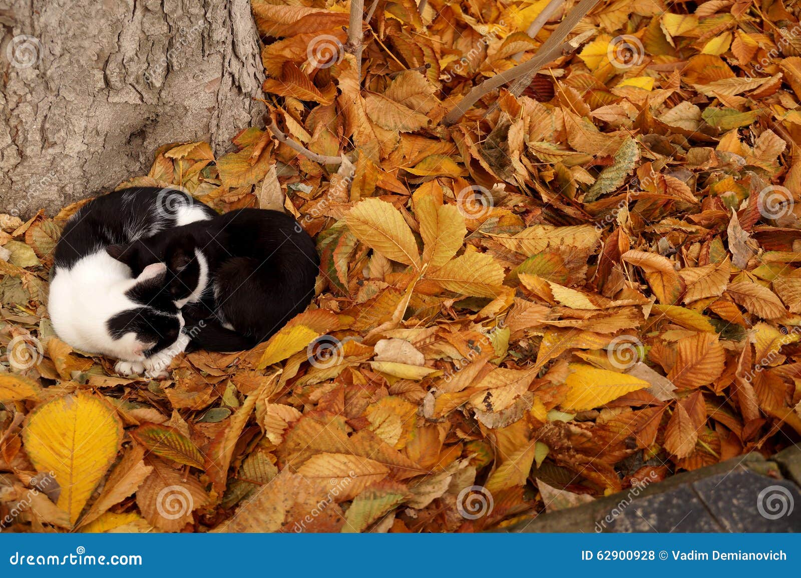 Cats and fall stock photo. Image of ecology, dried, nature - 62900928