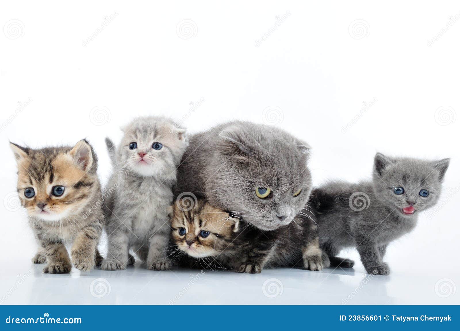 Cats family portrait stock image. Image of domestic, looking - 23856601
