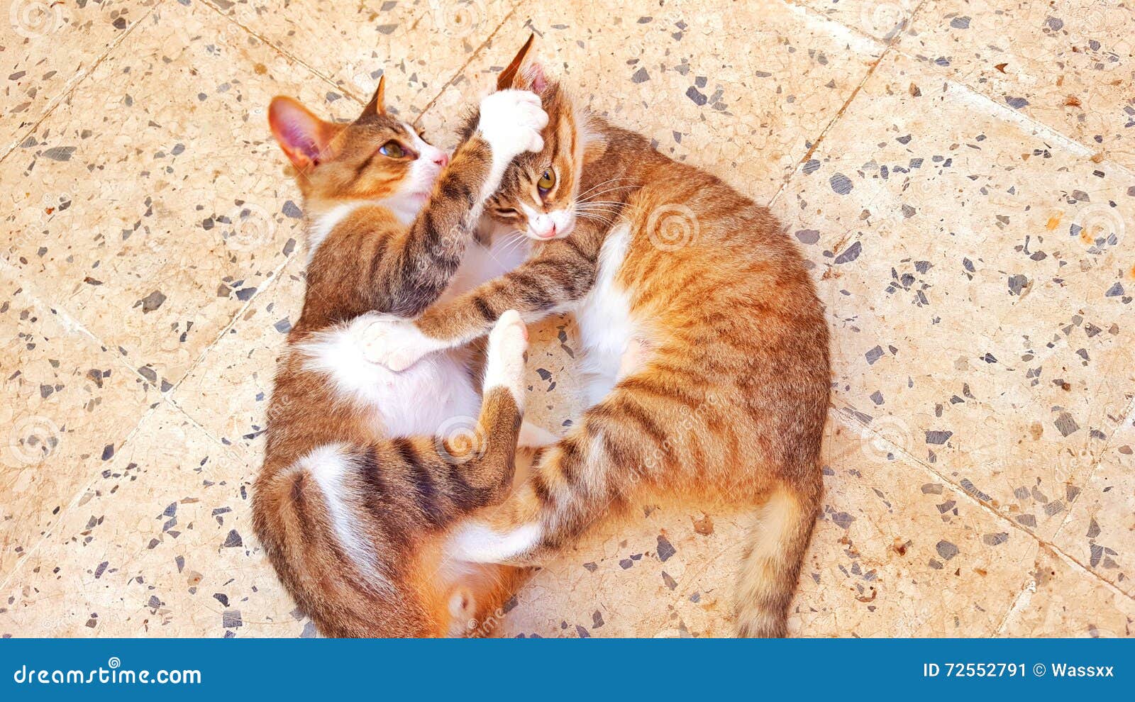 Cats Fight stock image. Image of cats, pets, fight - 72552791